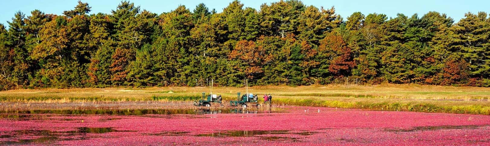 Fun Facts About Our Fall Cranberry Harvest | Robertsons GMC