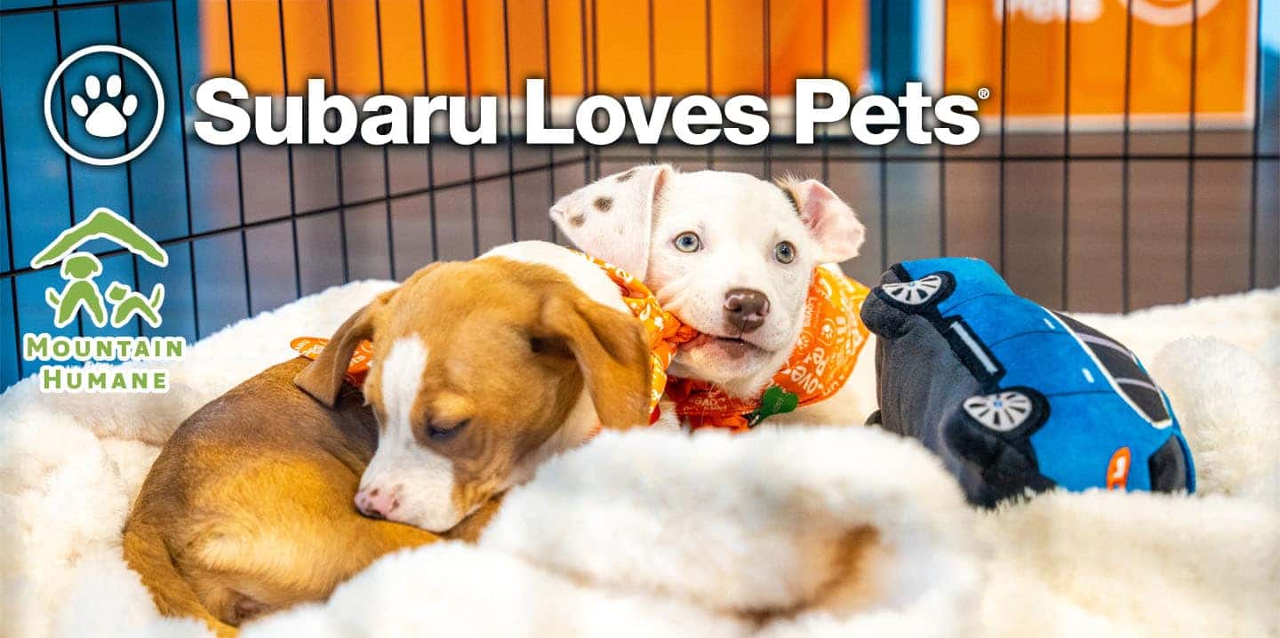 October 12, 2024: Pet Adoption Event | Subaru Loves Pets